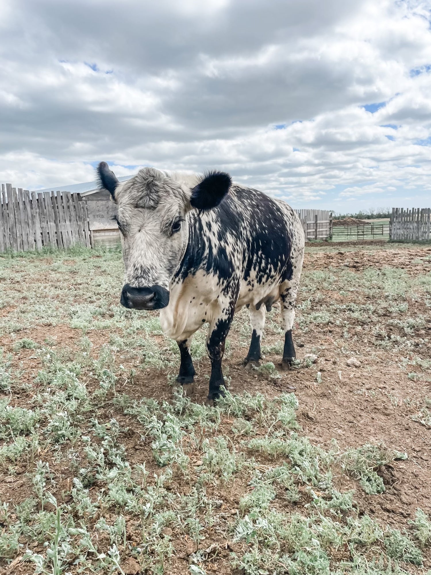Our animals – West of 3rd Ranch