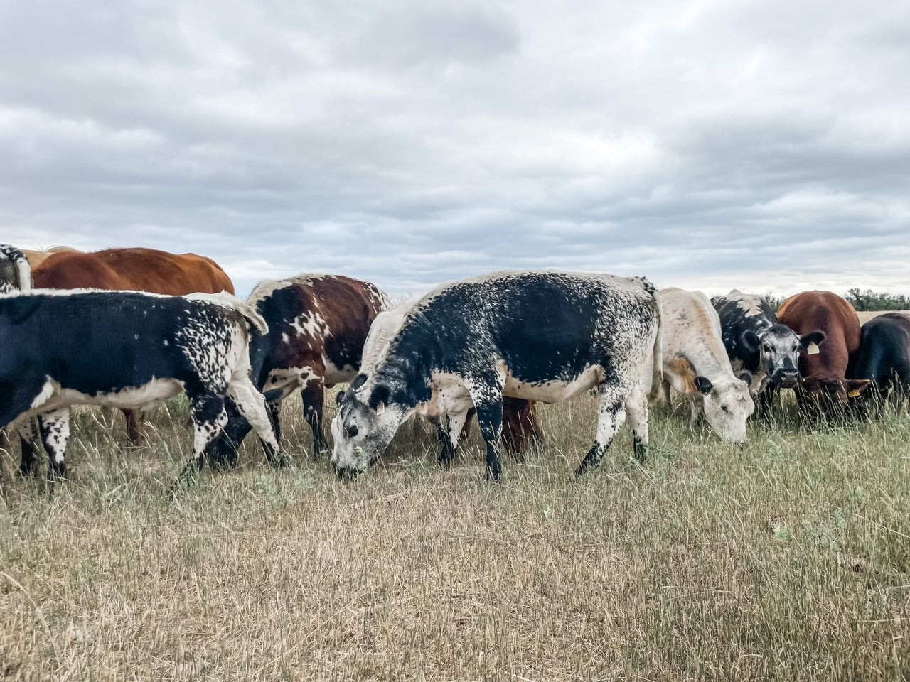 Our animals – West of 3rd Ranch