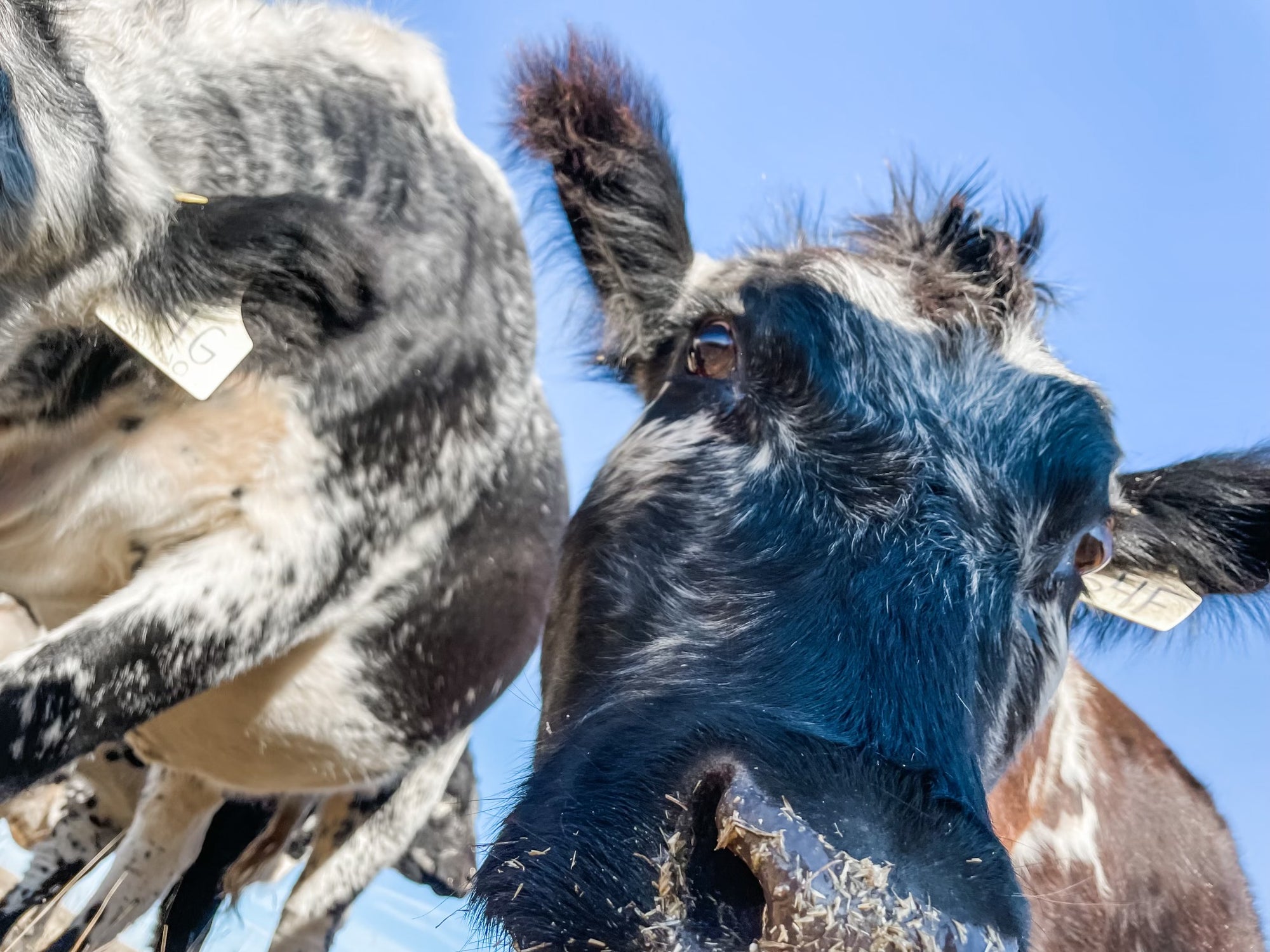 Our animals – West of 3rd Ranch